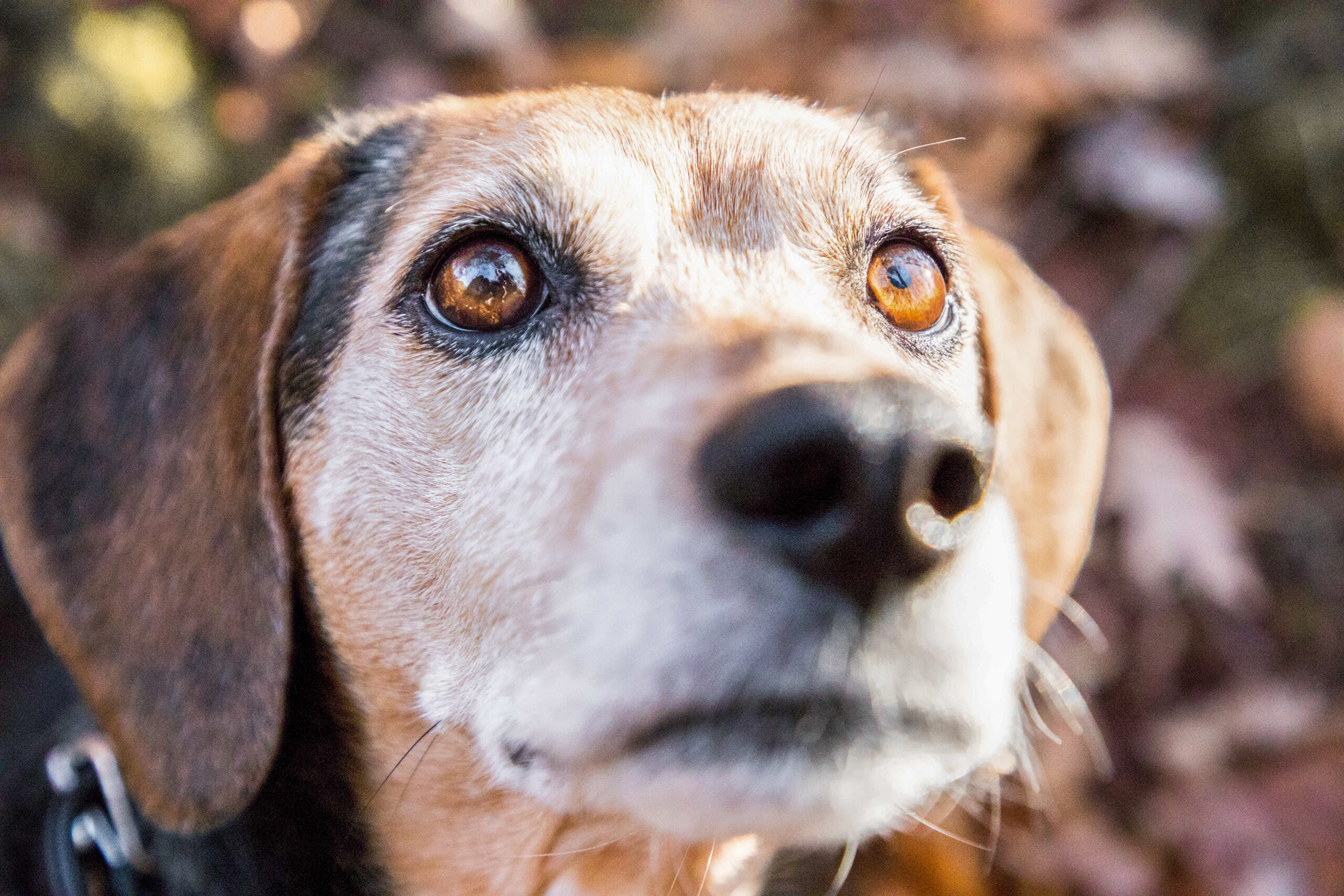 Lovelee Paws CT – Photography and Petcare